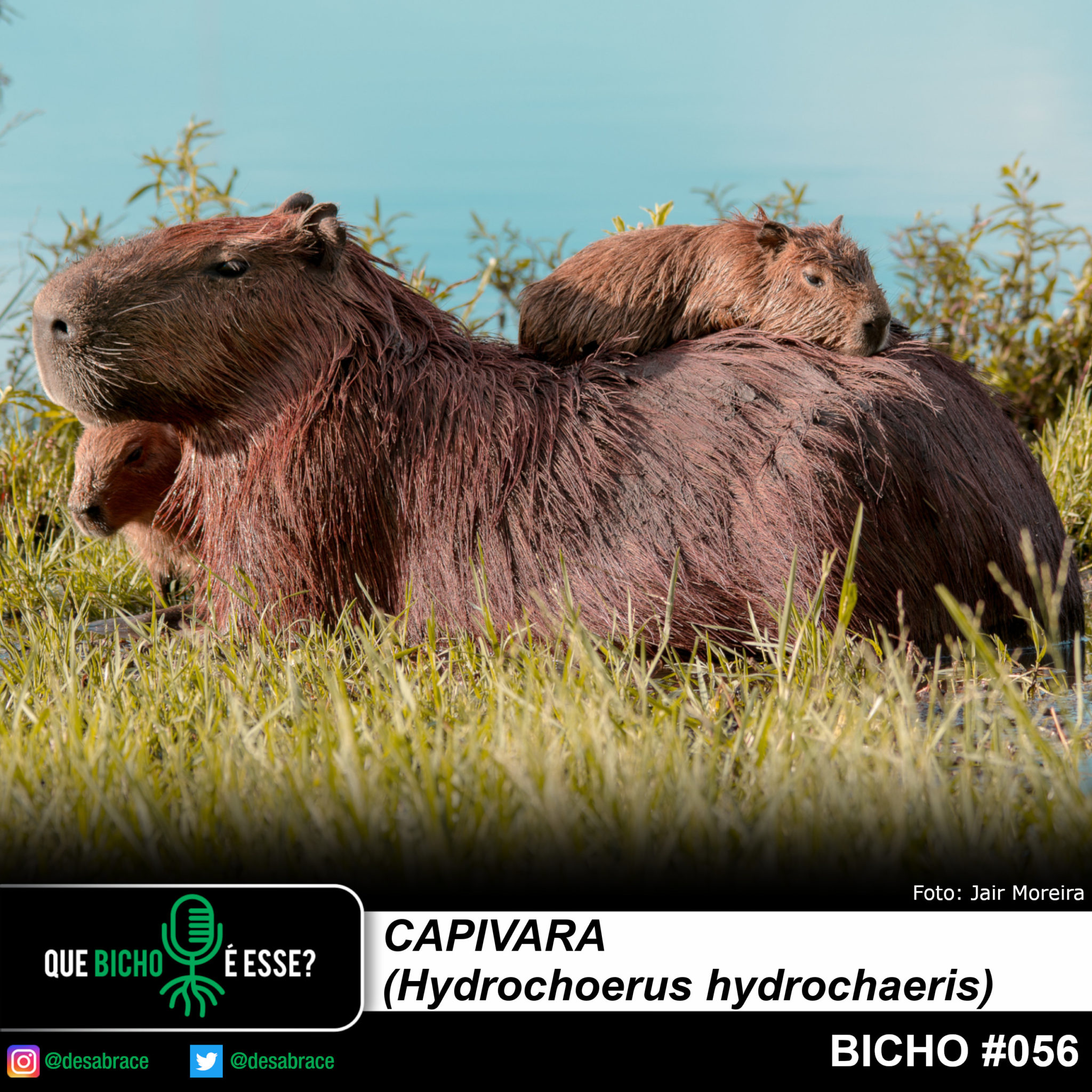 Bicho #056: capivara (Hydrochoerus hydrochaeris) – DesAbraçando Árvores