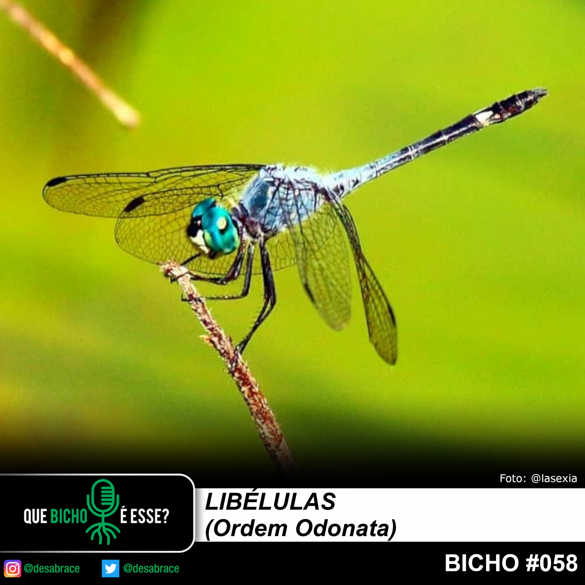 Bicho #058: libélulas (Ordem Odonata) – DesAbraçando Árvores Bicho #058: libélulas (Ordem Odonata) – DesAbraçando Árvores
