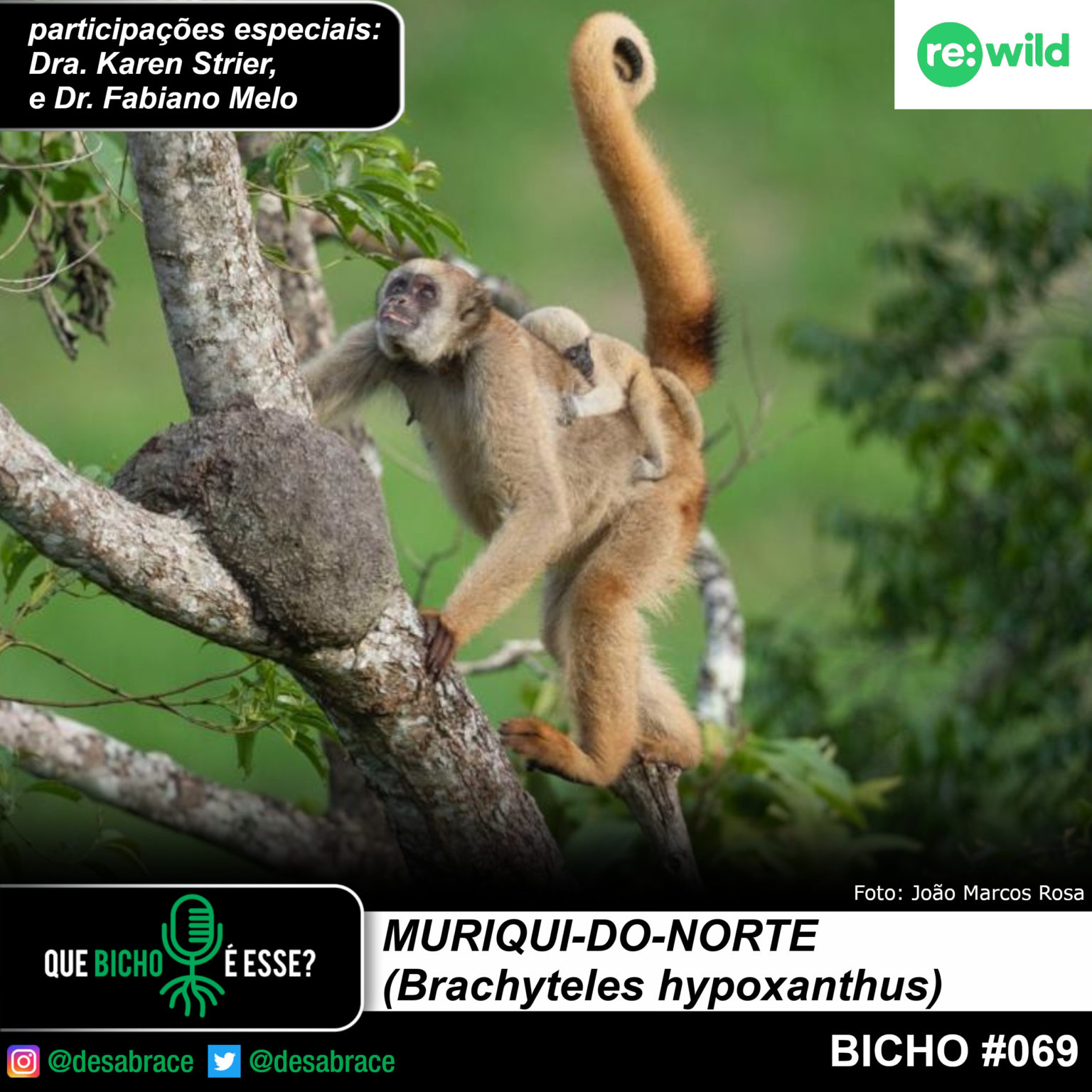 Bicho #069: muriqui-do-norte (Brachyteles hypoxanthus) – DesAbraçando ...