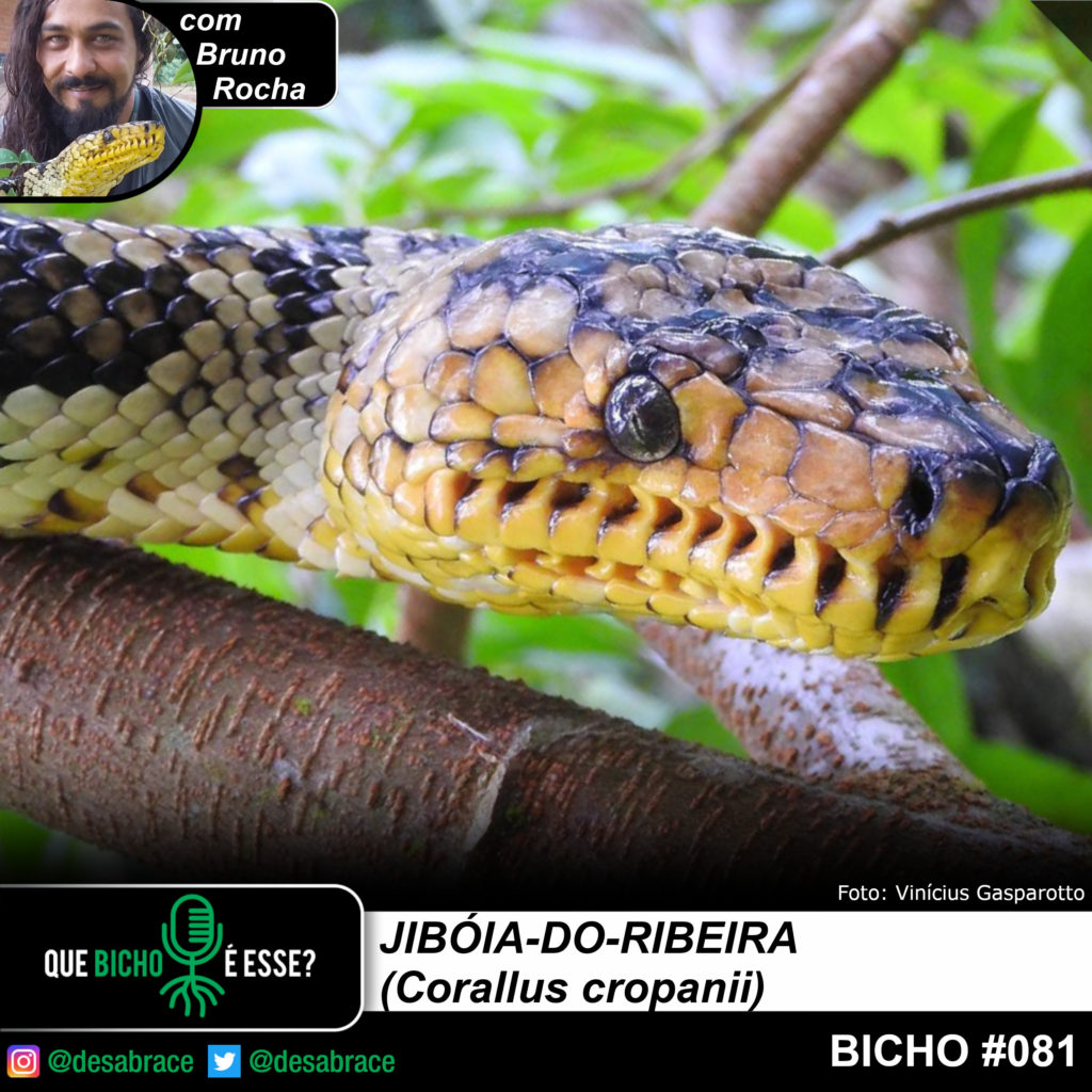 Bicho #081 – jibóia-do-ribeira (Corallus cropanii) – DesAbraçando Árvores